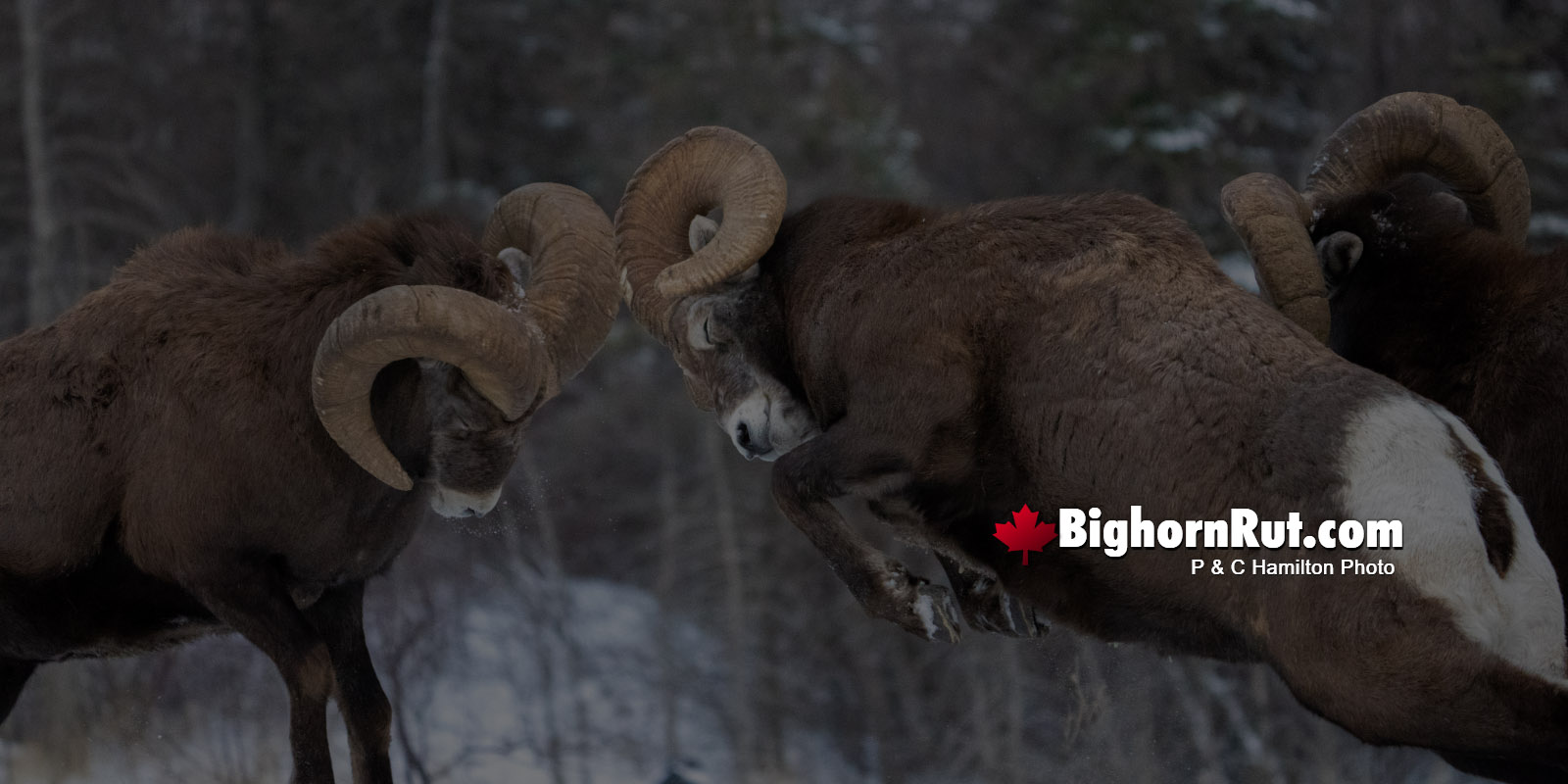 Bighorn Rut